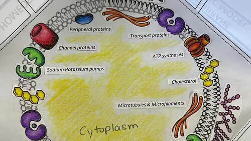 Cell Membrane Graphic Organizer Foldable for Interactive Notebook