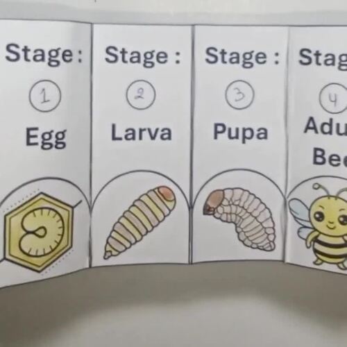 Life Cycle of a Bee Craft : Fun Cut and Paste Foldable Sequencing
