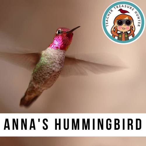 Anna's Hummingbird animal report desert animals report information page