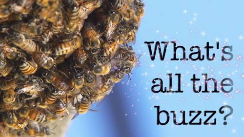 Bees Activities Unit with Honey Bee Lifecycle of a Bee Beekeepers and MORE