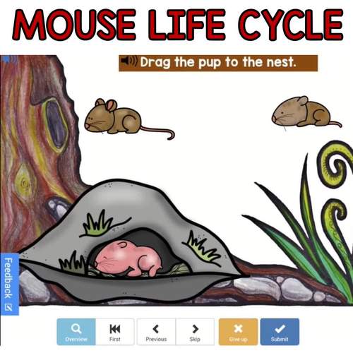 MOUSE (MAMMAL) LIFE CYCLE BOOM DIGITAL: GOOGLE CLASSROOM DISTANCE LEARNING