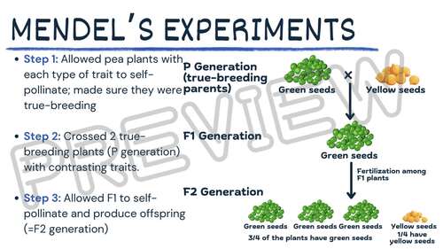 Mendelian Genetics and Punnett Squares Biology Presentation - EDITABLE ...