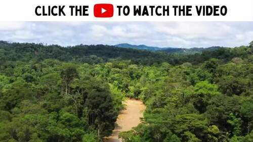 Amazon Rainforest Virtual Field Trip Google Slides | TPT