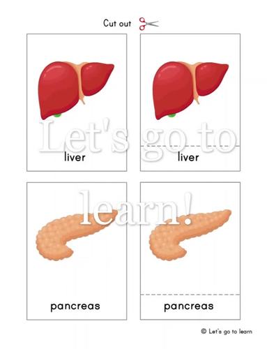 Human Organs 3-Part Cards, Human Body, Anatomy Cards, Biology Flashcards