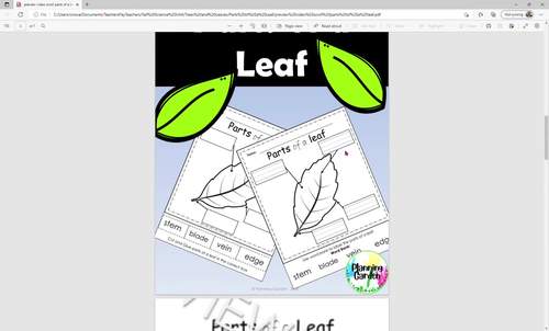 Parts of a Leaf | Leaf Labeling {leaf, fall, spring, earth day} | TPT