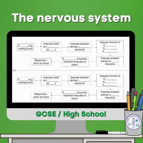 The nervous system (GCSE) by CMGs Science lessons | TPT