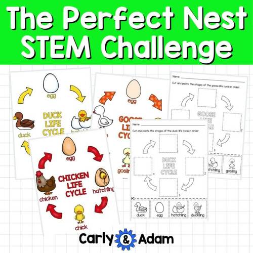 Life Cycle of a Bird Lesson The Perfect Nest Read Aloud Spring STEM ...
