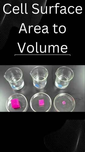 Microbiology Labs Surface area to volume, structures and processes