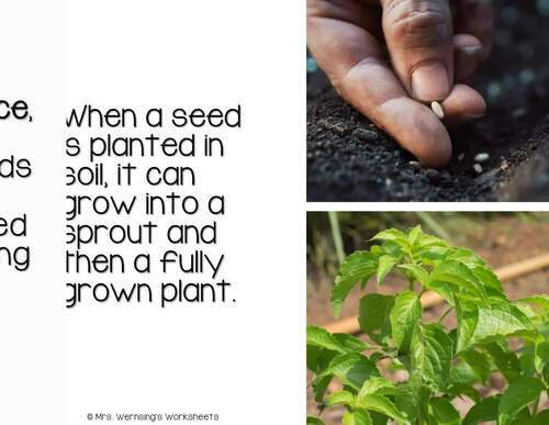 Making New Plants - Projectable Read-Aloud Lesson - KINDER SCIENCE