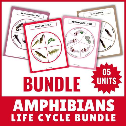 Amphibian Life Cycle Bundle: Toad, Salamander, Axolotl, Newts, American ...