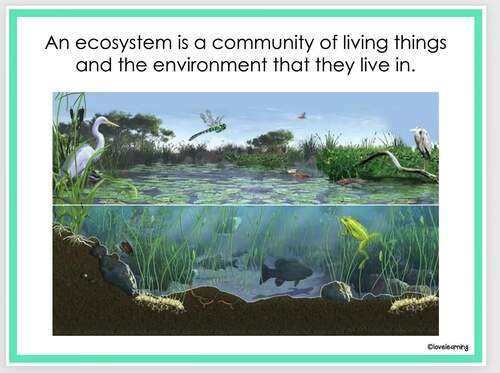 Ecosystems Lesson and Student Notes Activity - Producers, Consumers ...