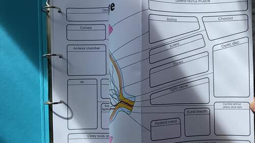 the anatomy of the eye coloring sheet answers