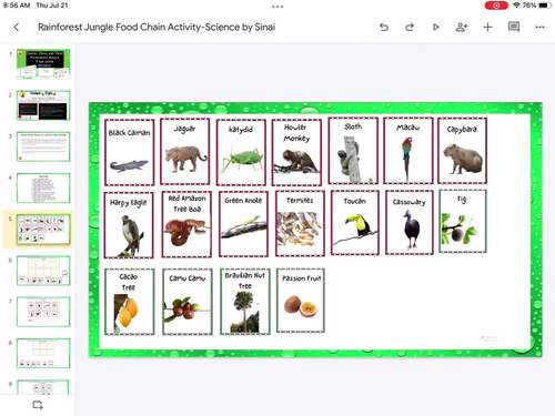 RAINFOREST JUNGLE FOOD CHAIN DIGITAL ACTIVITY Drag and Drop PLANTS AND ...