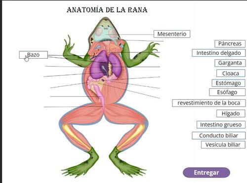 Digital Interactive Frog Dissection - English & Spanish - Google Classroom