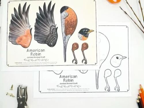Robin | Jointed Animal Craft | Articulated Craft | Robins by Simply ...