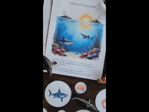 Marine Ecology Activities by Montessorikiwi | TPT