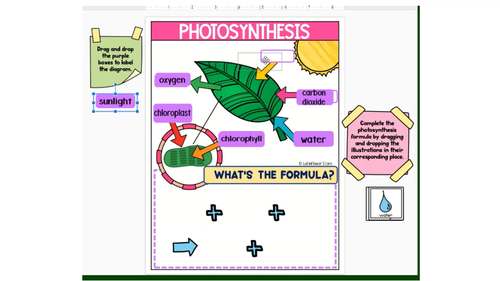 Photosynthesis Activities | Interactive Notebook| worksheets | TPT