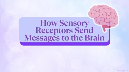 How Sensory Receptors Send Messages to the Brain Slides, Lab, 3 wks ...