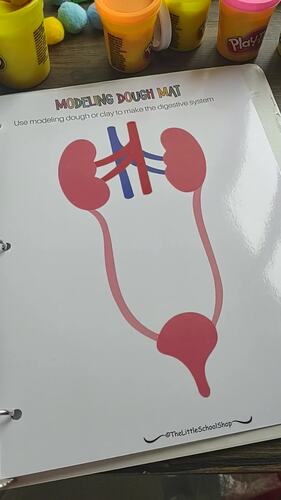 Anatomy Busy Book Quiet Book For Kids Preschool Homeschool Printable