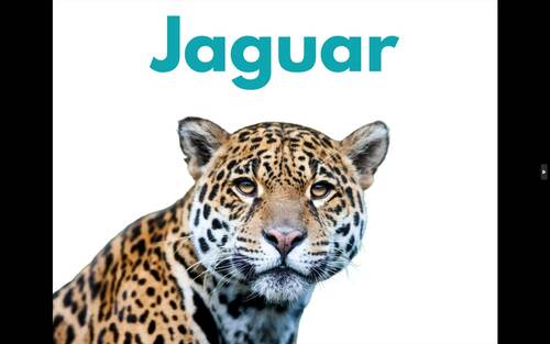 French Rainforest animals. Printable & Digital real Photo cards ...