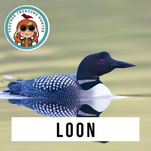 Common Loon bird information page for research and reading about pond ...