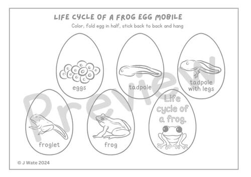 Frog Life Cycle Activity Worksheet Pack & Interactive Spring Craftivity