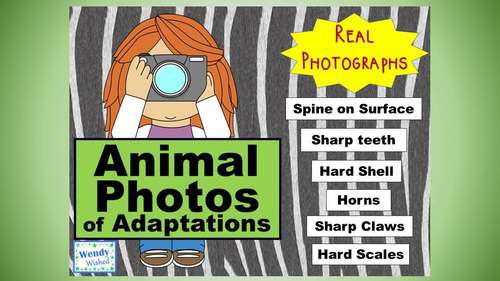 Animal Adaptations Activities for First Grade Science Structures and ...