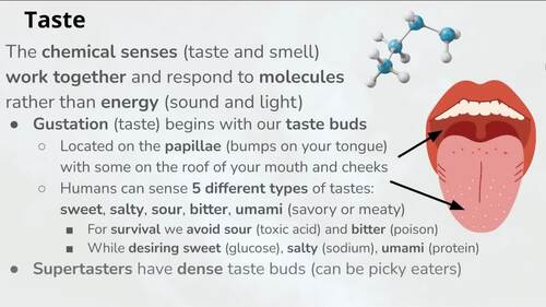 AP Psychology - Lecture Notes - Taste and Smell (Unit 3.6) by GOOD ...