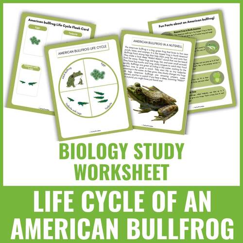 American Bullfrog Life Cycle Worksheet | Amphibian Unit Study With Fun ...