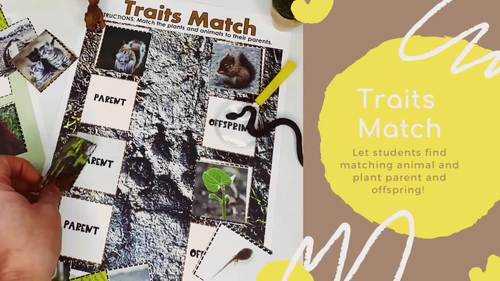 Traits Matching Game - Animal and Plant Traits - NGSS Science - 1st Grade