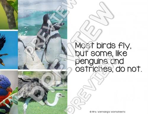 BIRDS Read-Aloud Lesson & Activities BUNDLE - KINDERGARTEN SCIENCE