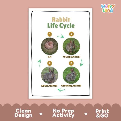 Rabbit Life Cycle Chart & Cut and Paste Activity | Mammal Biology Worksheet