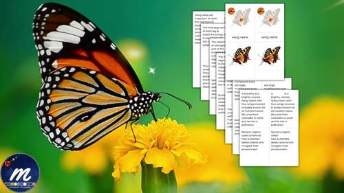 Label the Parts of a Butterfly Montessori PRINT FONT Insect Anatomy 3 ...