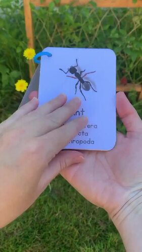 Entomology Mini Beasts Identification Cards for Bugs and Insects