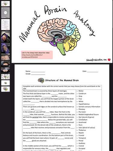 MAMMAL BRAIN ANATOMY WITH SHEEP BRAIN DISSECTION VIDEO by Science-4 ...