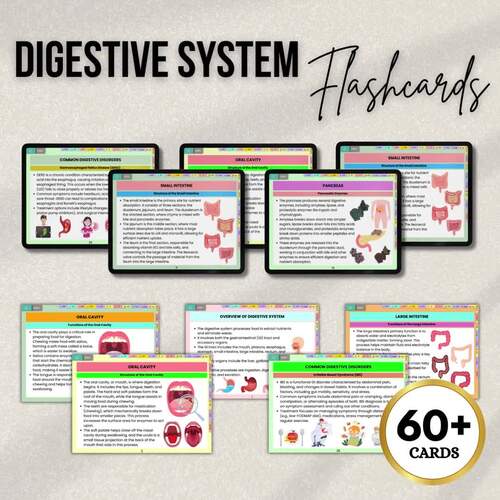 Digestive System Flashcards Bundle or Quiz with Hyperlinked | Human ...