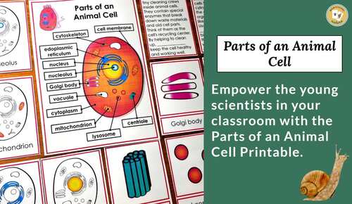Parts of an Animal Cell Montessori 3-Part Cards Information Chart ...