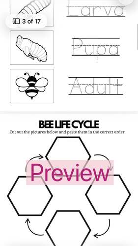 Bee Activities & Craft | Spring Craft | Insect Activities | Bee Life cycle