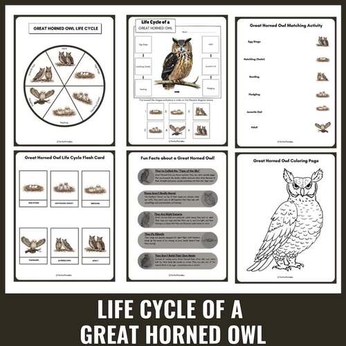 Great Horned Owl Life Cycle: Nocturnal Animals Science Unit Study & Fun ...