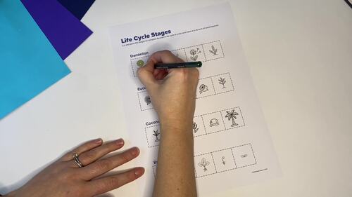 No Prep Plant Life Cycles Printable and Digital Worksheet Year 3/4 Biology