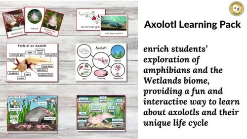 Axolotl Life Cycle Parts of an Axolotl: Montessori 3 Part Cards Facts