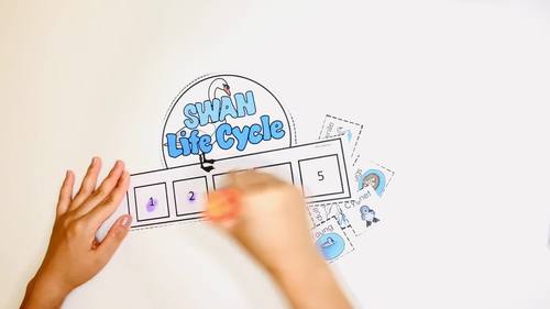 Swan Life Cycle l All about Swans l Swan Science Unit | Bird Study