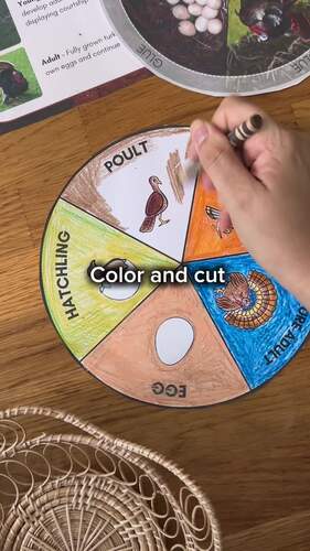 Turkey Life Cycle Craft: Thanksgiving Activity for 2nd, 3rd, 4th, 5th