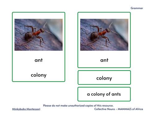 Collective Nouns Animals Africa Montessori Language Grammar 3 Part Cards