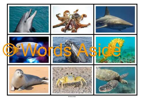 Vocabulary Photo Picture Flash Cards Preschool Autism SpEd ESL Sea Animals