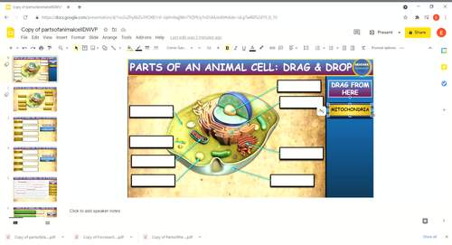 Parts Of An Animal Cell: Drag & Drop Worksheet: Google Slides. Powerpoint