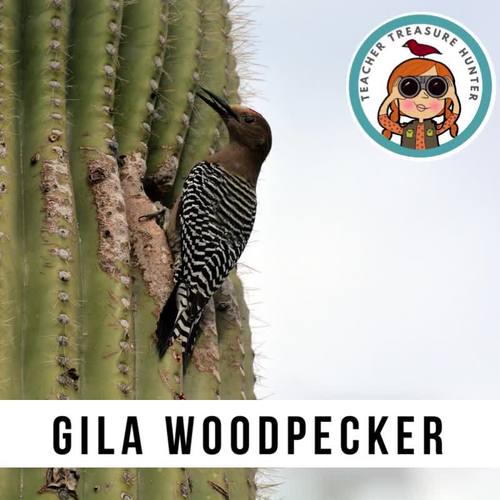Gila woodpecker desert research information page for desert animal report