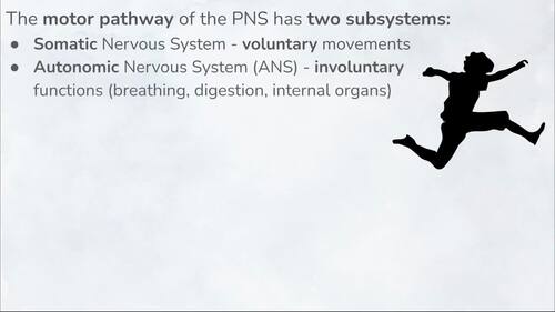 AP Psychology - Lecture Notes - Neuroanatomy (Unit 1) by GOOD BETTER BEST
