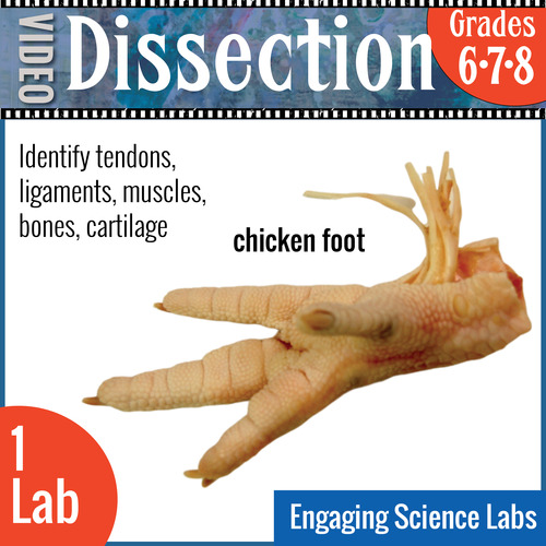 Video: Dissection of a Chicken Foot by Engaging Science Labs | TPT
