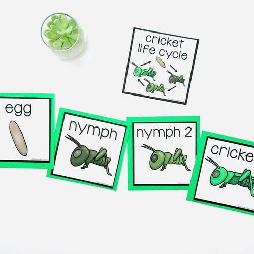 Cricket Life Cycle Word Wall & Activities | Preschool PreK Kindergarten